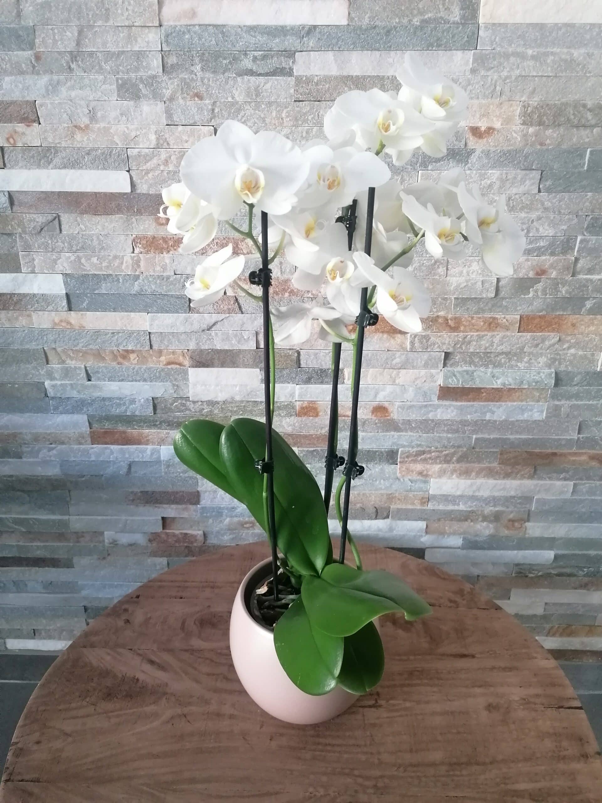 Orchidée Blanche(Phalaenopsis) 2 tiges avec cache pot - Donaliflor
